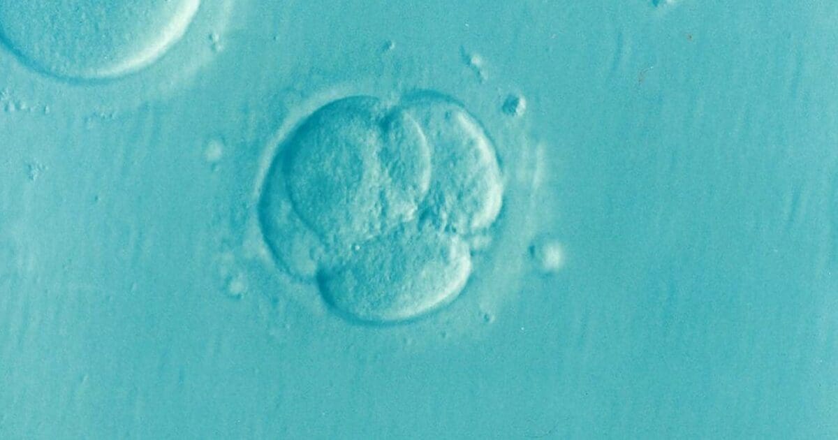 Test can identify embryo's defects before IVF pregnancy begins ...