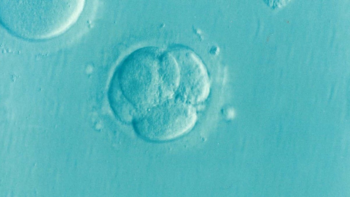 China sends human embryo models into space - Liberty Unyielding