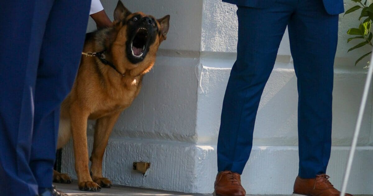 Biden's dog bites another Secret Service agent, the 11th known biting ...