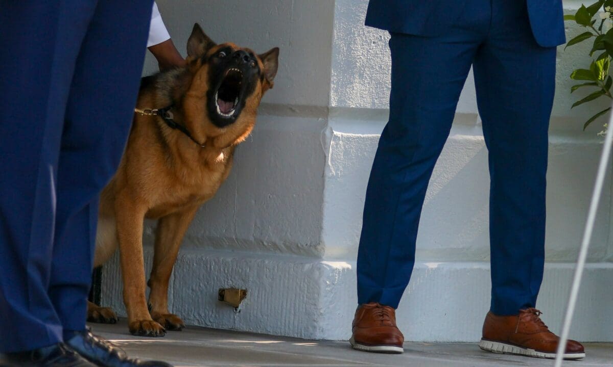 Biden's dog bites another Secret Service agent, the 11th known biting ...