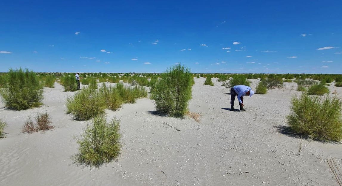 17,000 square miles reclaimed from desert, China says - Liberty Unyielding