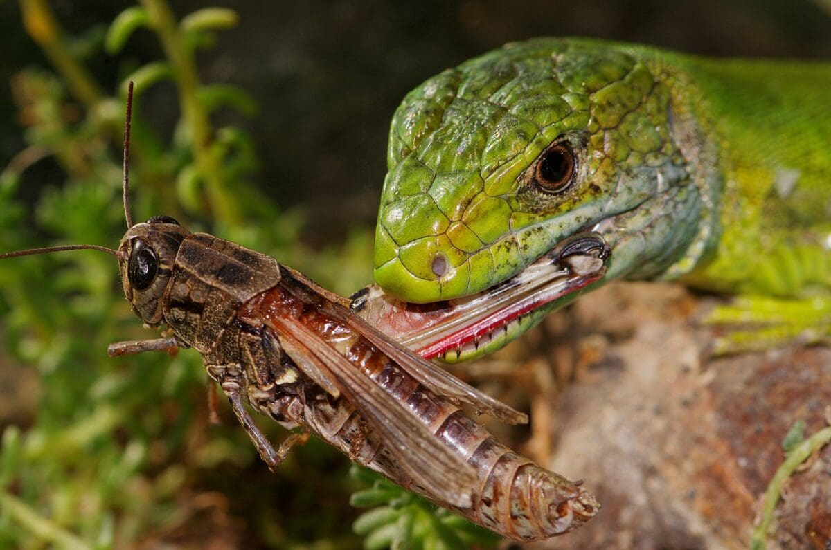 Lizard saliva research leads to diabetes medication, weight loss drug ...