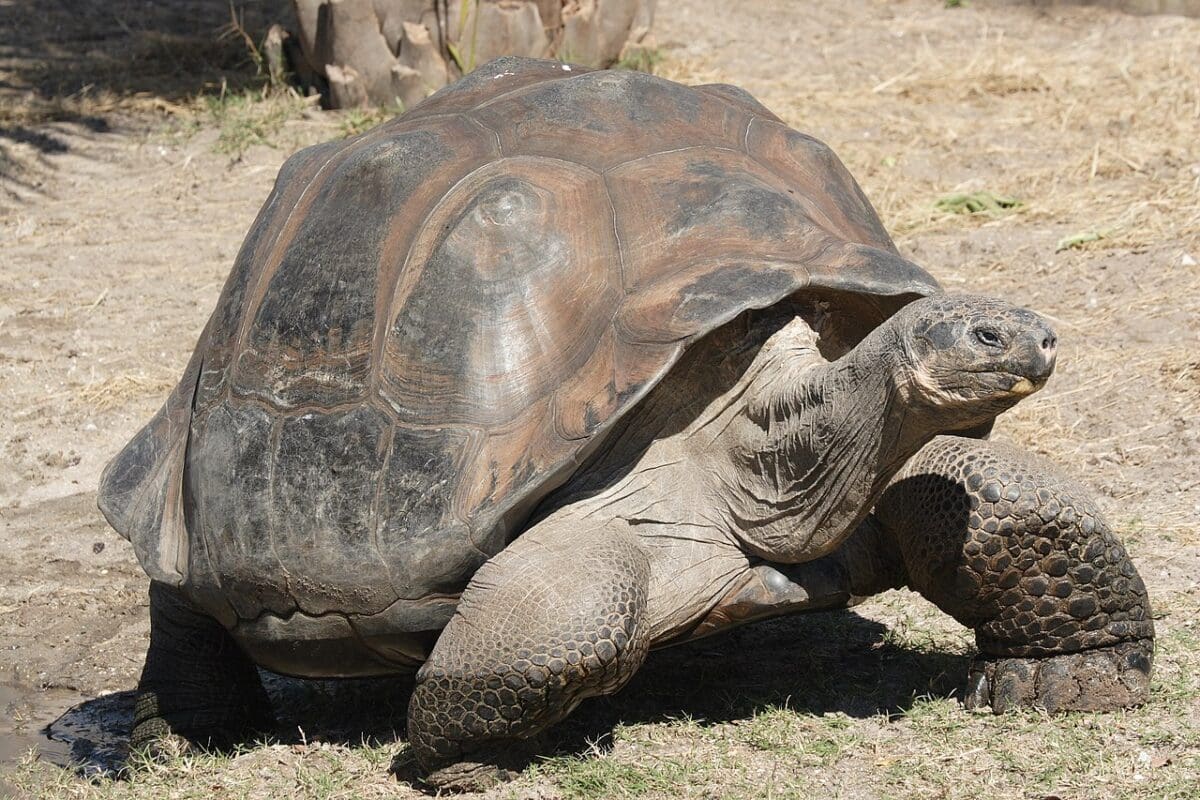 Endangered tortoise becomes mom of four at age 97 - Liberty Unyielding