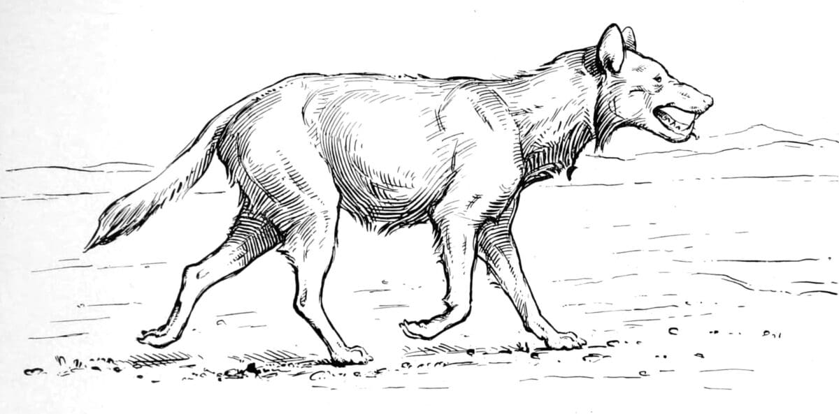 Scientists recreate the extinct dire wolf, the wolf's bigger cousin ...