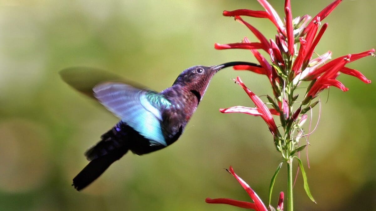 Hummingbird beaks evolve to get more from bird feeders, becoming longer ...
