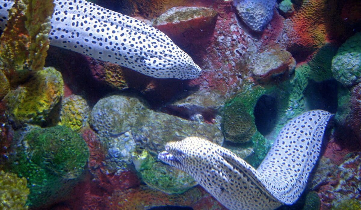 Eels used to be very important - Liberty Unyielding