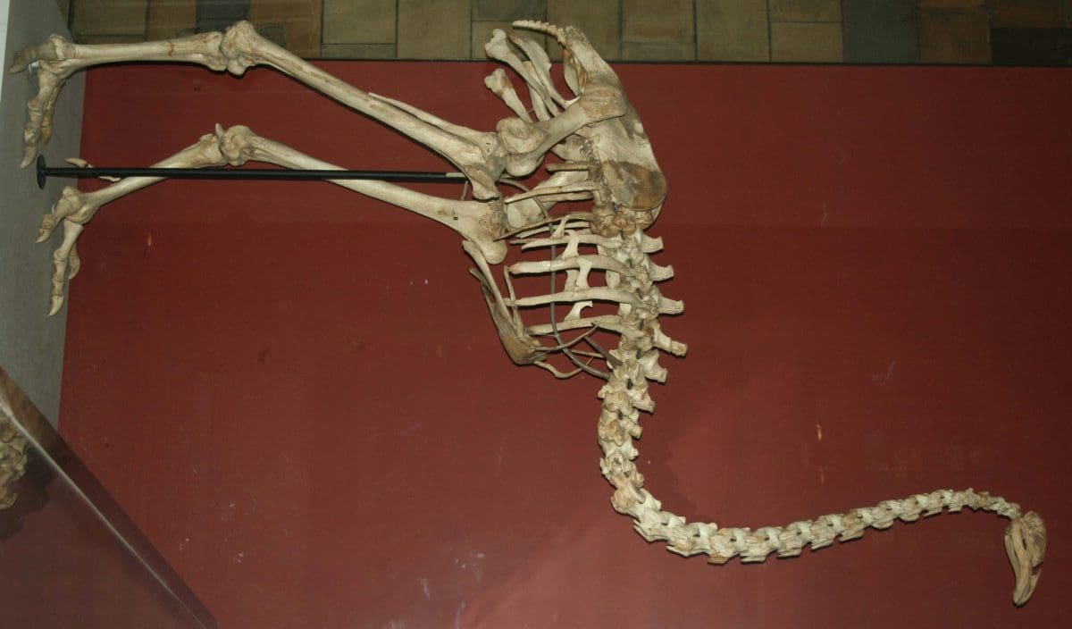 Scientists plan to bring back giant bird that went extinct - Liberty ...