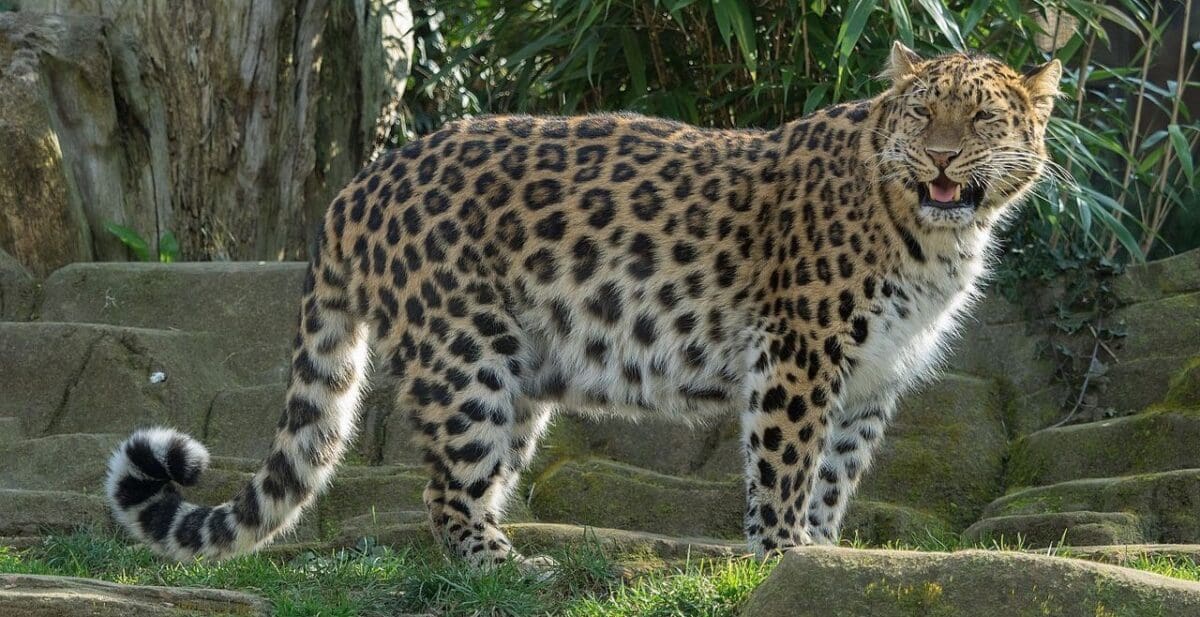 Amur leopards are making a comeback in Russia's far east - Liberty Unyielding